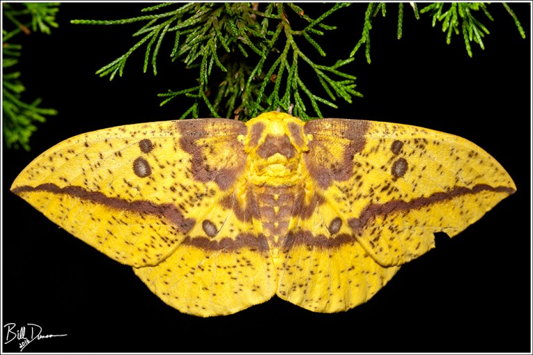The Imperial Moth – A Thousand Acres of Silphiums