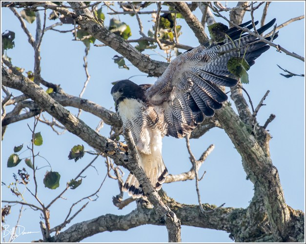 Birds of the Texas Gulf Coast – White-tailed Hawk – A Thousand Acres of ...