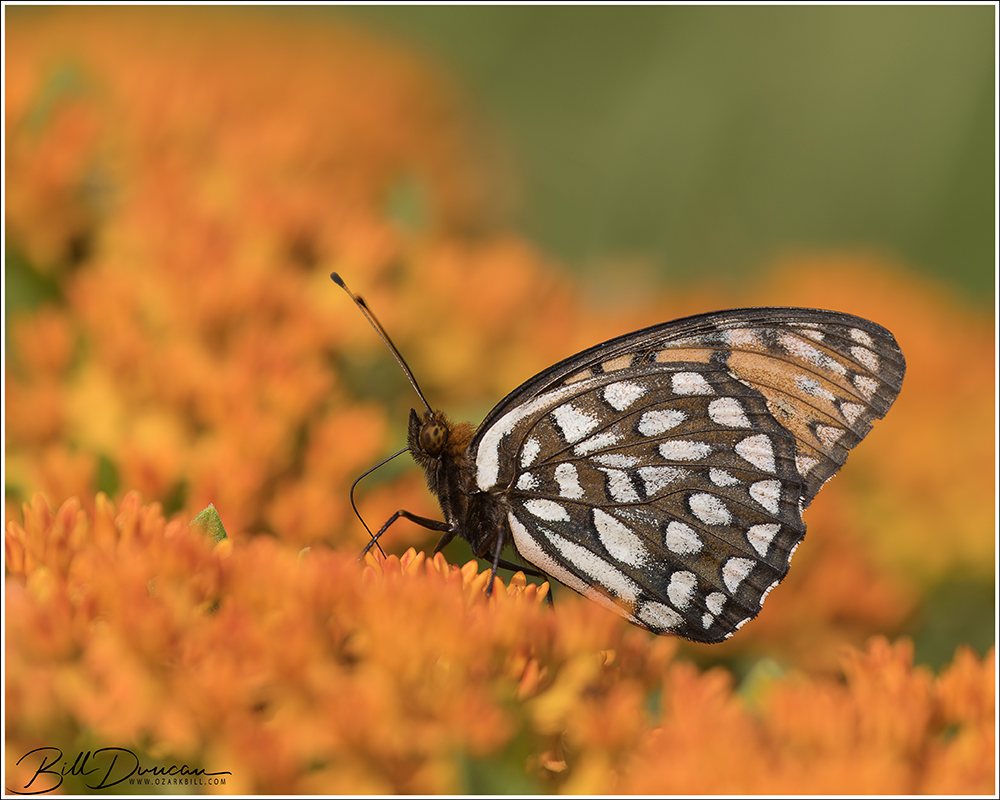 Regal Fritillary (Speyeria idalia) at the Cole Camp Prairie Complex – A ...