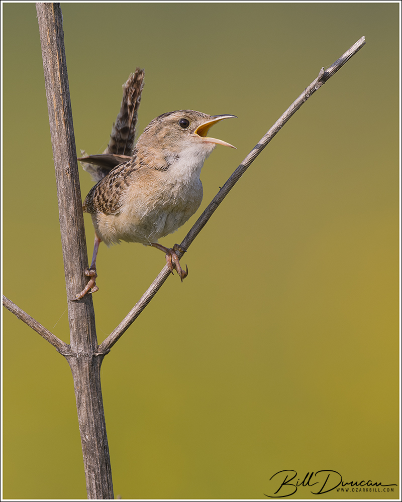 Sedge Wren – August, 2023 – A Thousand Acres of Silphiums
