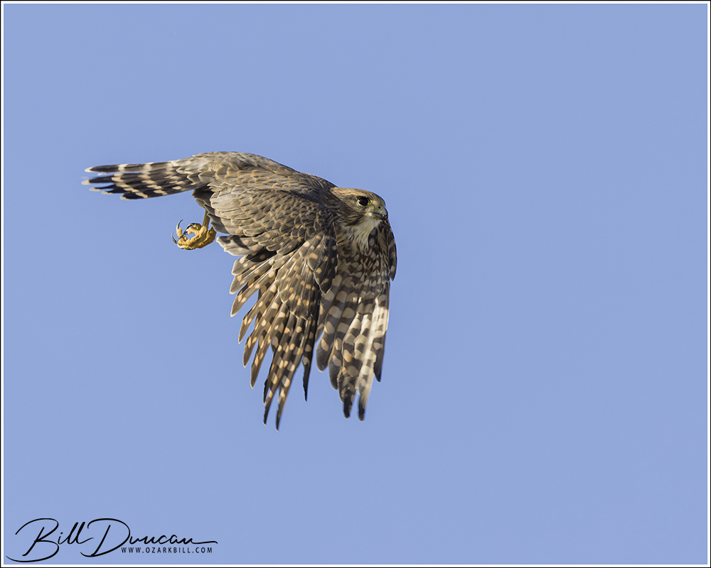 Merlin at BK Leach C.A. – October 2023 – A Thousand Acres of Silphiums