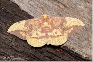 Bow Down Imperial Moth 2023 A Thousand Acres Of Silphiums
