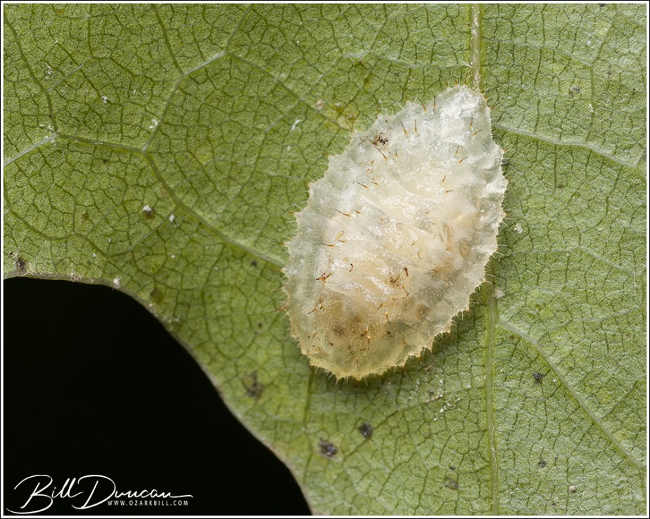Caterpillars of 2023 – The Limacodidae – A Thousand Acres of Silphiums