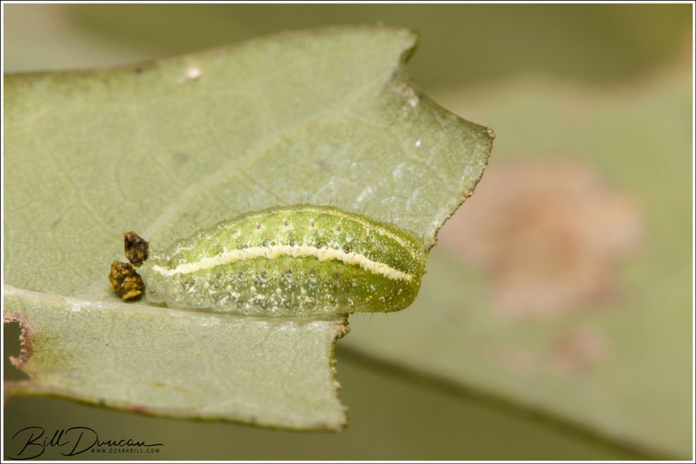 Caterpillars of 2023 – The Limacodidae – A Thousand Acres of Silphiums