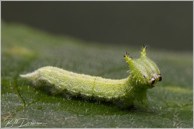The Japanese Emperor Caterpillar: Nature’s Royal Beauty in the Forest ...