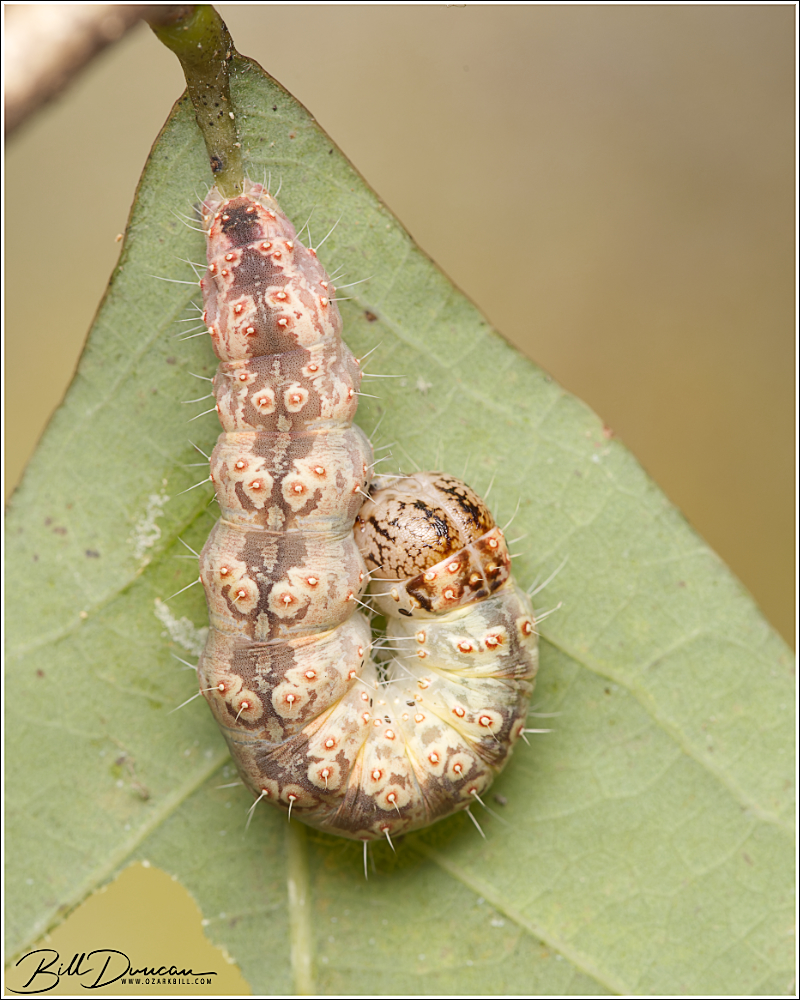 2024 Caterpillar Season – Acronicta increta Dagger Complex – A Thousand ...