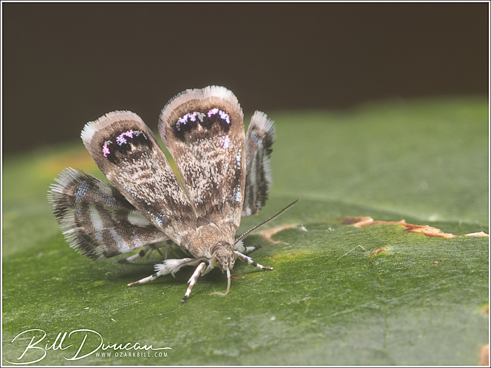 More Peacock Brenthia Moths – A Thousand Acres of Silphiums