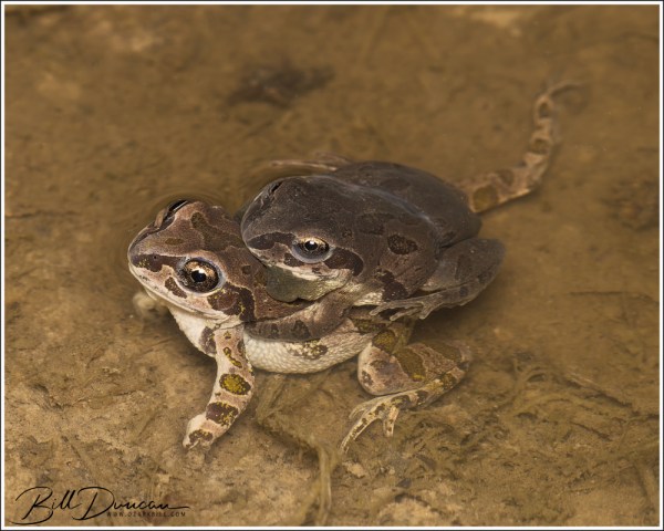 A Thousand Acres of Silphiums – "What a thousand acres of Silphiums ...