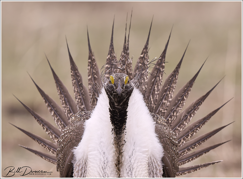 Photographing the largest chicken in North America – A Thousand Acres ...