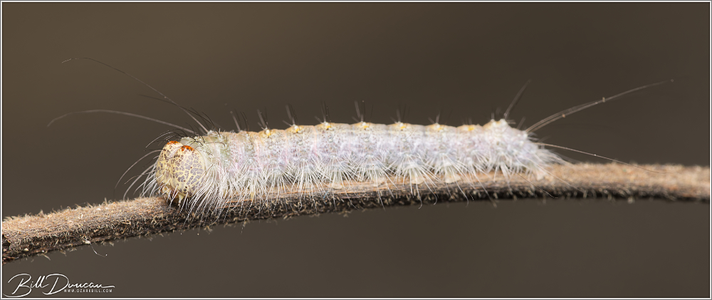greater oak dagger moth – A Thousand Acres of Silphiums