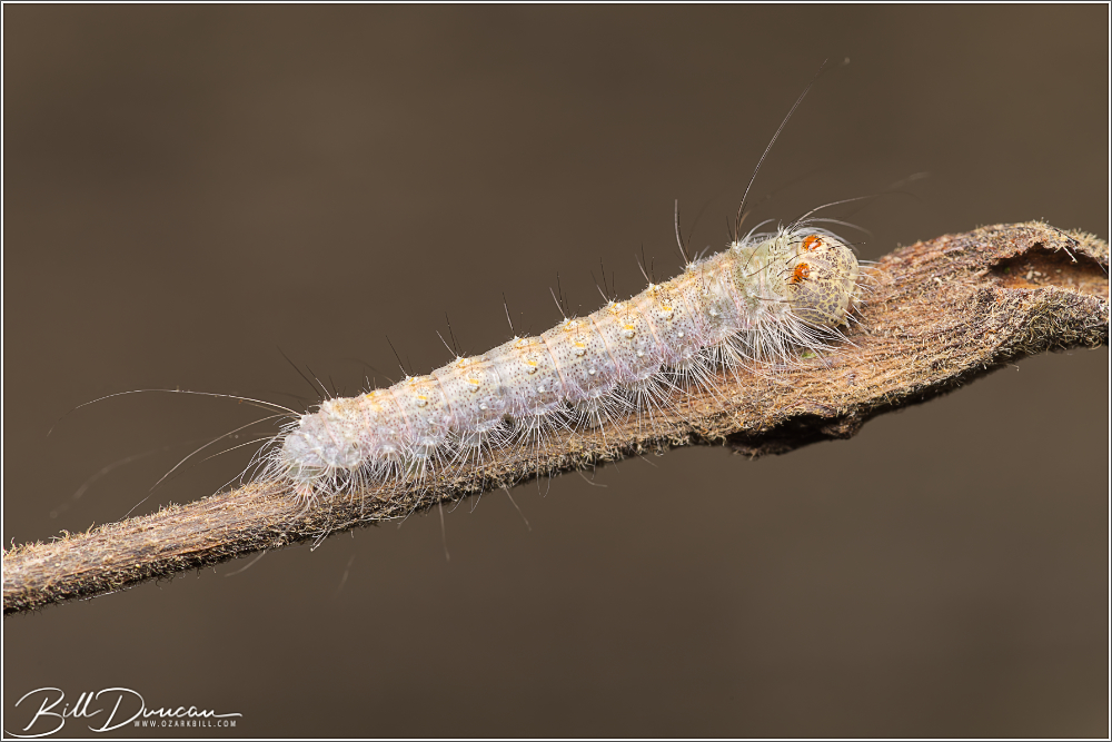 greater oak dagger moth – A Thousand Acres of Silphiums