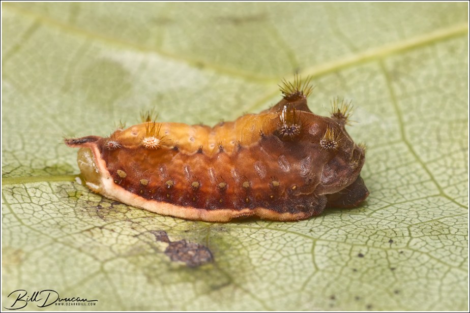 2025 Caterpillar Season – Some Nice Slugs – A Thousand Acres of Silphiums
