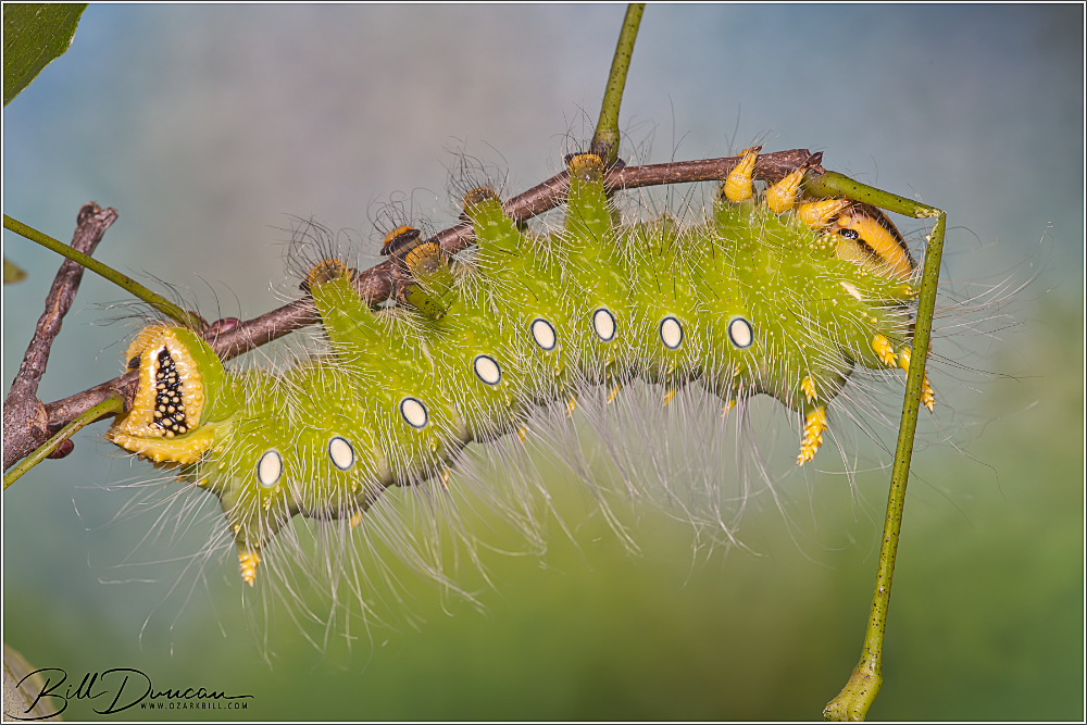 2025 Caterpillar Season – Imperial Moth – A Thousand Acres of Silphiums