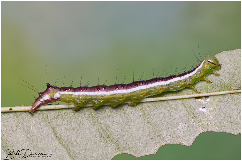2025 Caterpillar Season – Tufted Bird Dropping Moth – A Thousand Acres ...