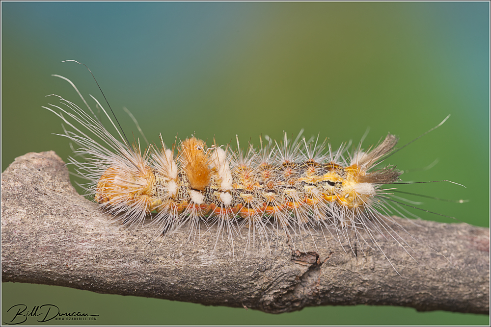 2025 Caterpillar Season – Yellow-haired Dagger – A Thousand Acres of ...