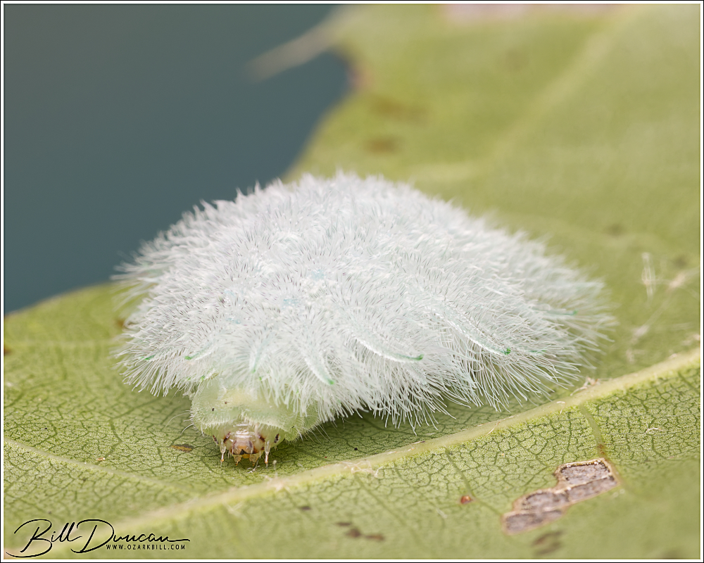 2025 Caterpillar Season – Spun Glass Slug Moth – A Thousand Acres of ...