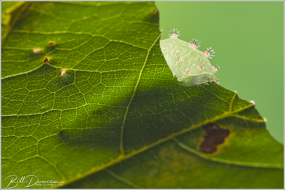 2025 Caterpillar Season – Nason’s Slug Moth – A Thousand Acres of Silphiums