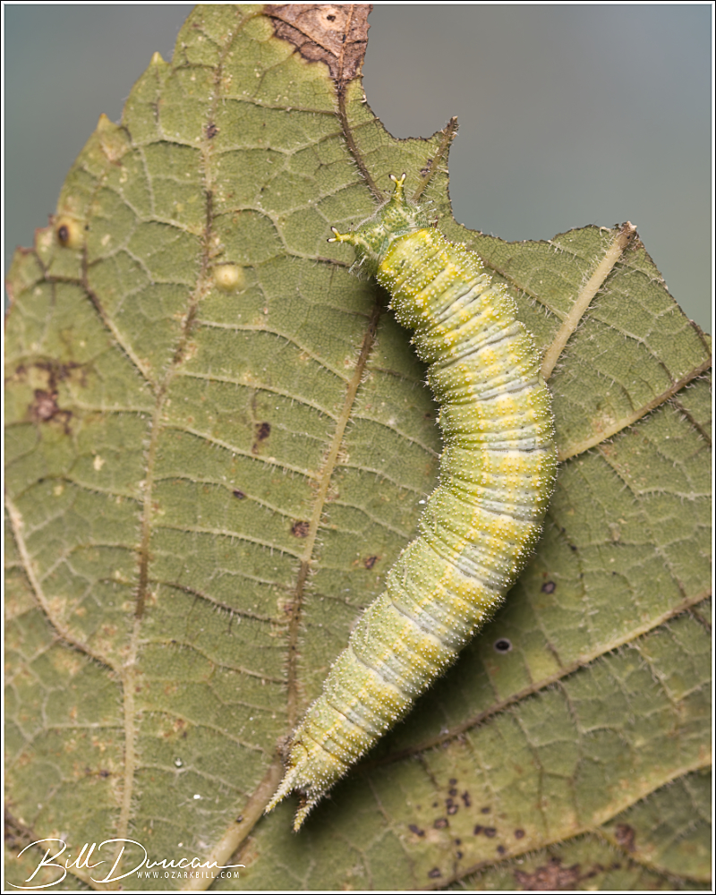 2025 Caterpillar Species – Hackberry Emperor – A Thousand Acres of ...