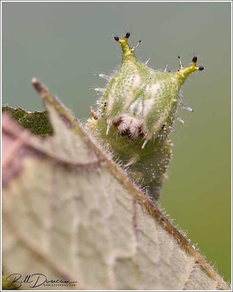 2025 Caterpillar Species – Hackberry Emperor – A Thousand Acres of ...
