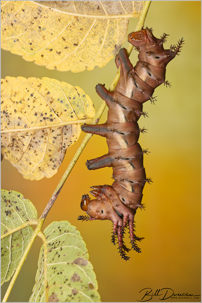 2025 Caterpillar Season – Hickory Horned Devil – A Thousand Acres of ...