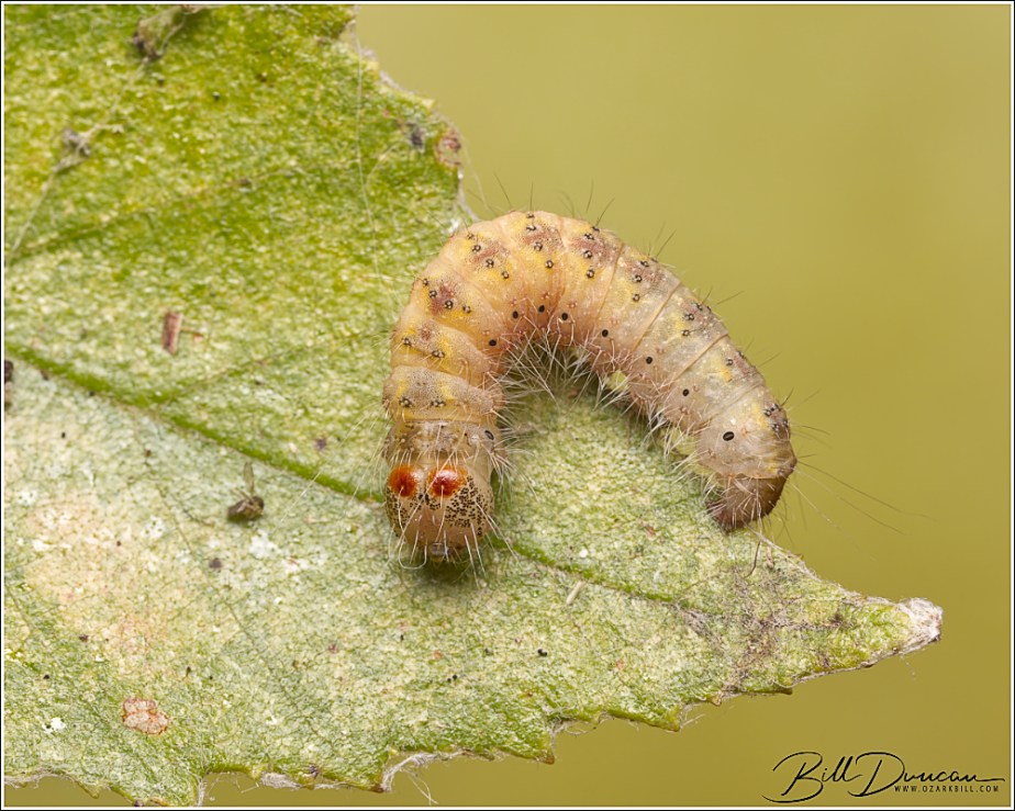 2025 Caterpillar Season – Birch Dagger Moth – A Thousand Acres of Silphiums