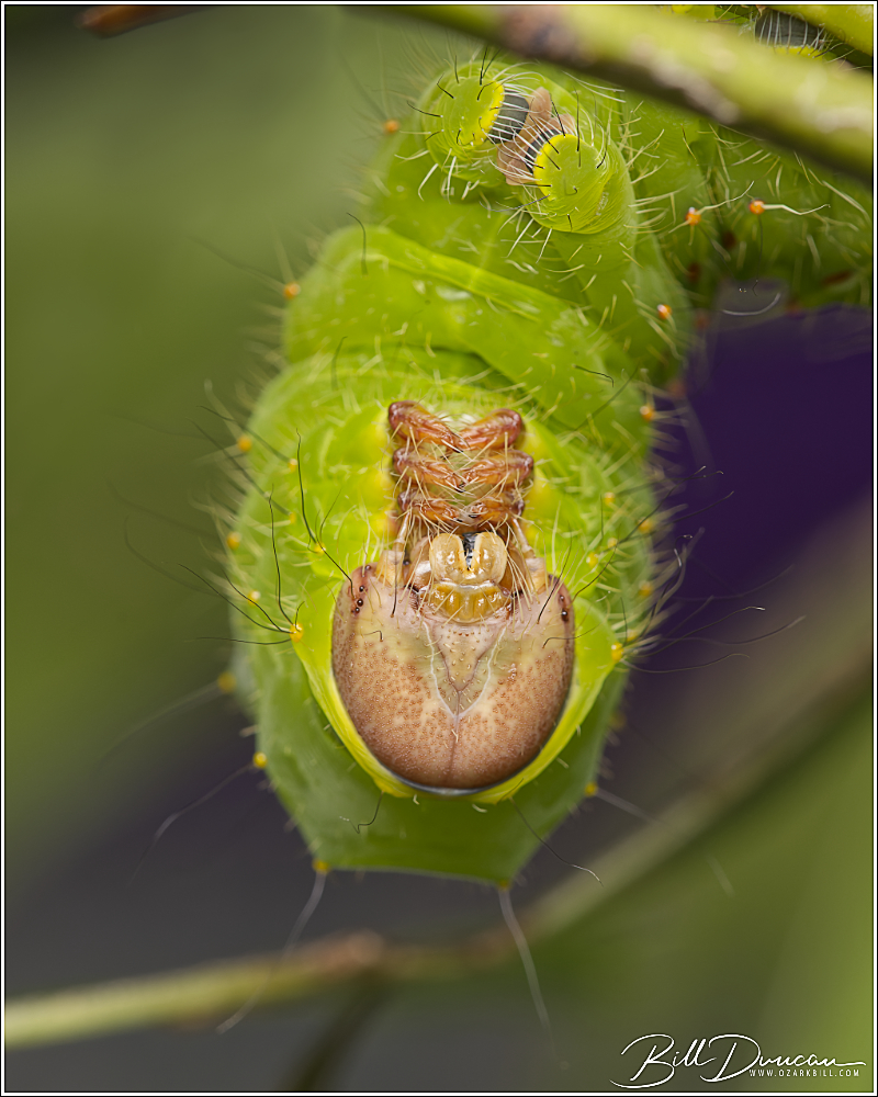 2025 Caterpillar Season – Polyphemus Moth – A Thousand Acres of Silphiums