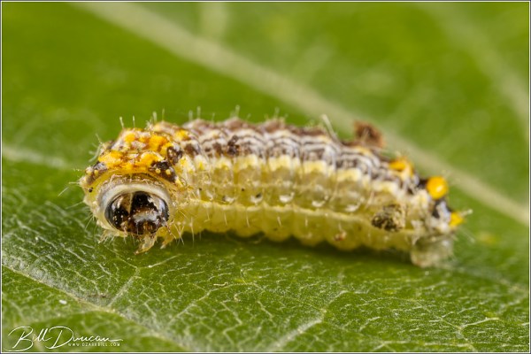 2025 Caterpillar Season – Bumelia Leafworm Moth – A Thousand Acres of ...