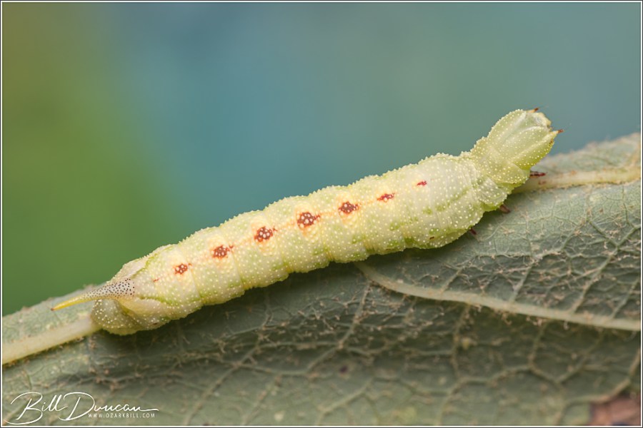 2025 Caterpillar Season – Virginia Creeper Sphinx – A Thousand Acres of ...